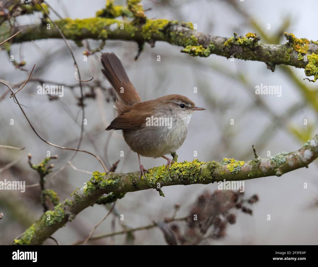 Little brown bird in bushes hi-res stock photography and images - Alamy