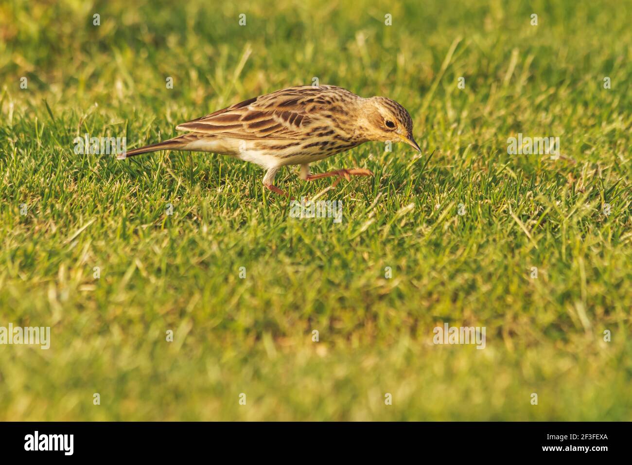 little gray bird looks at the grass with interest Stock Photo - Alamy