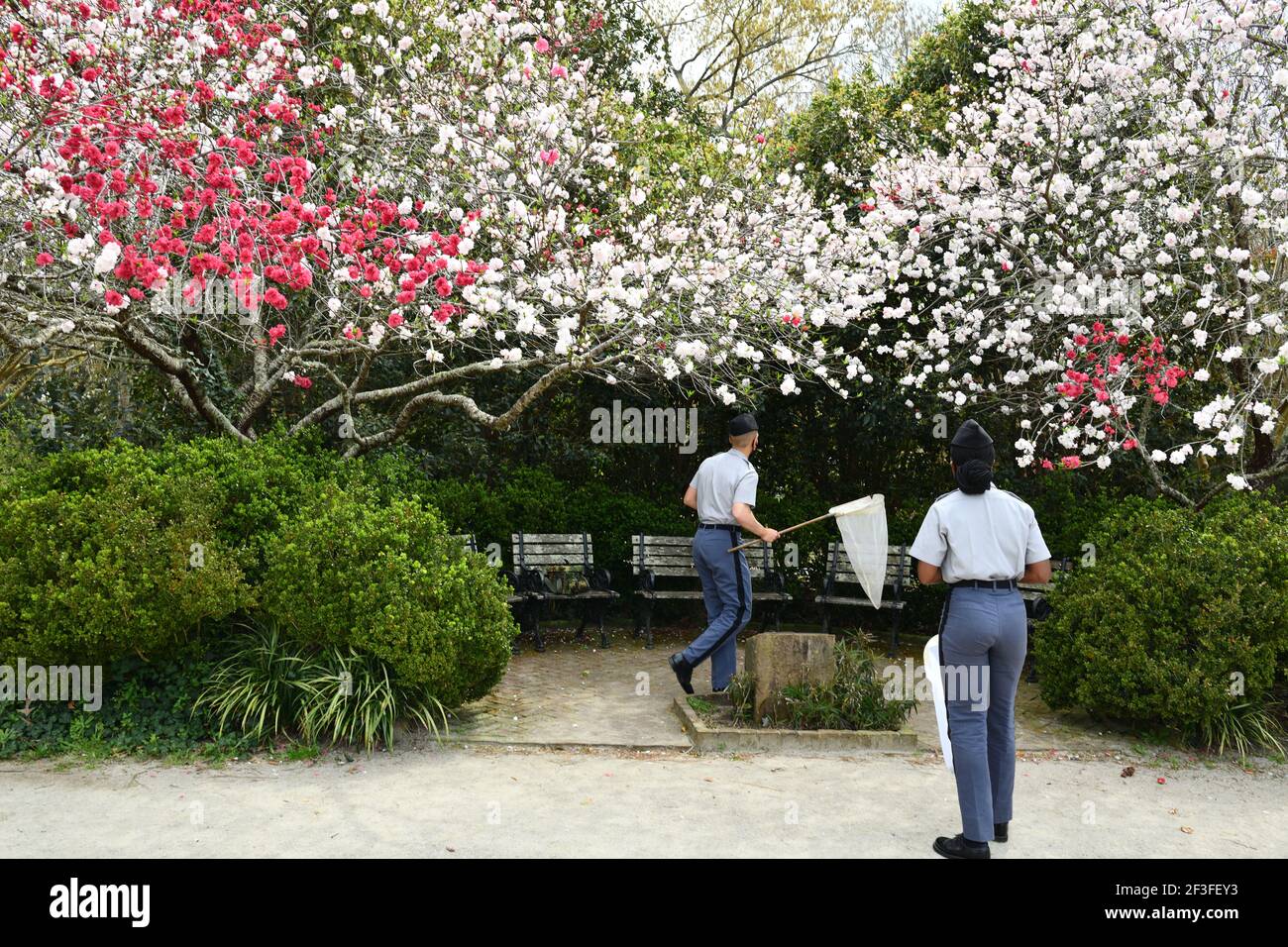 Peppermint trees at public park with college students gathering data on ...