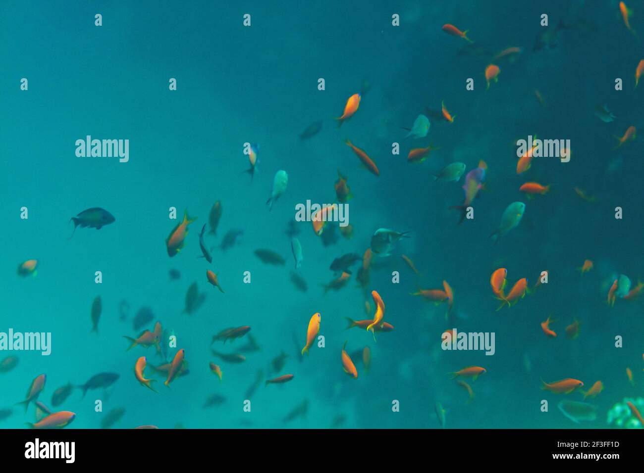many fish among ocean reefs Stock Photo - Alamy