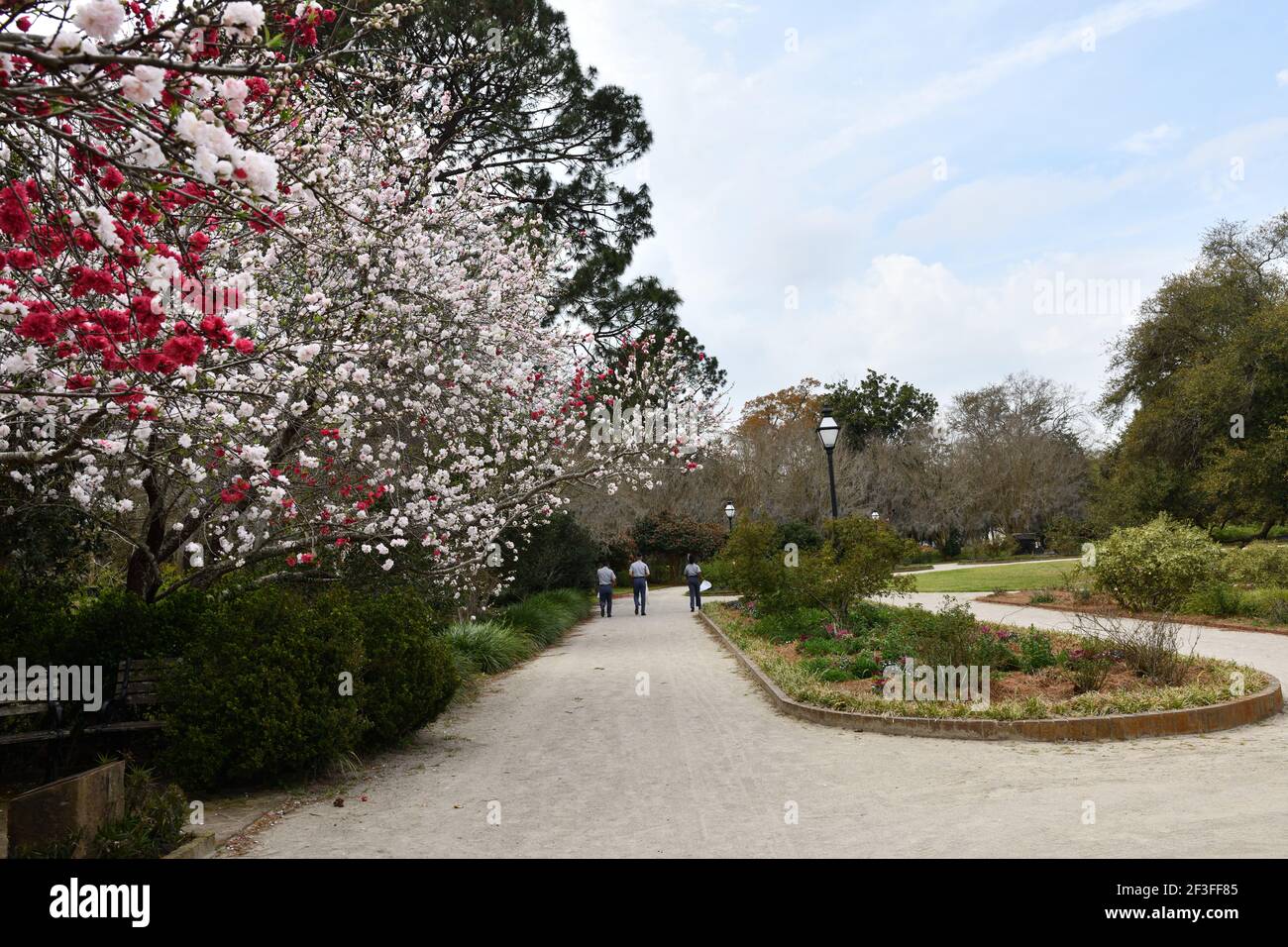 Peppermint trees at public park with college students gathering data on ...