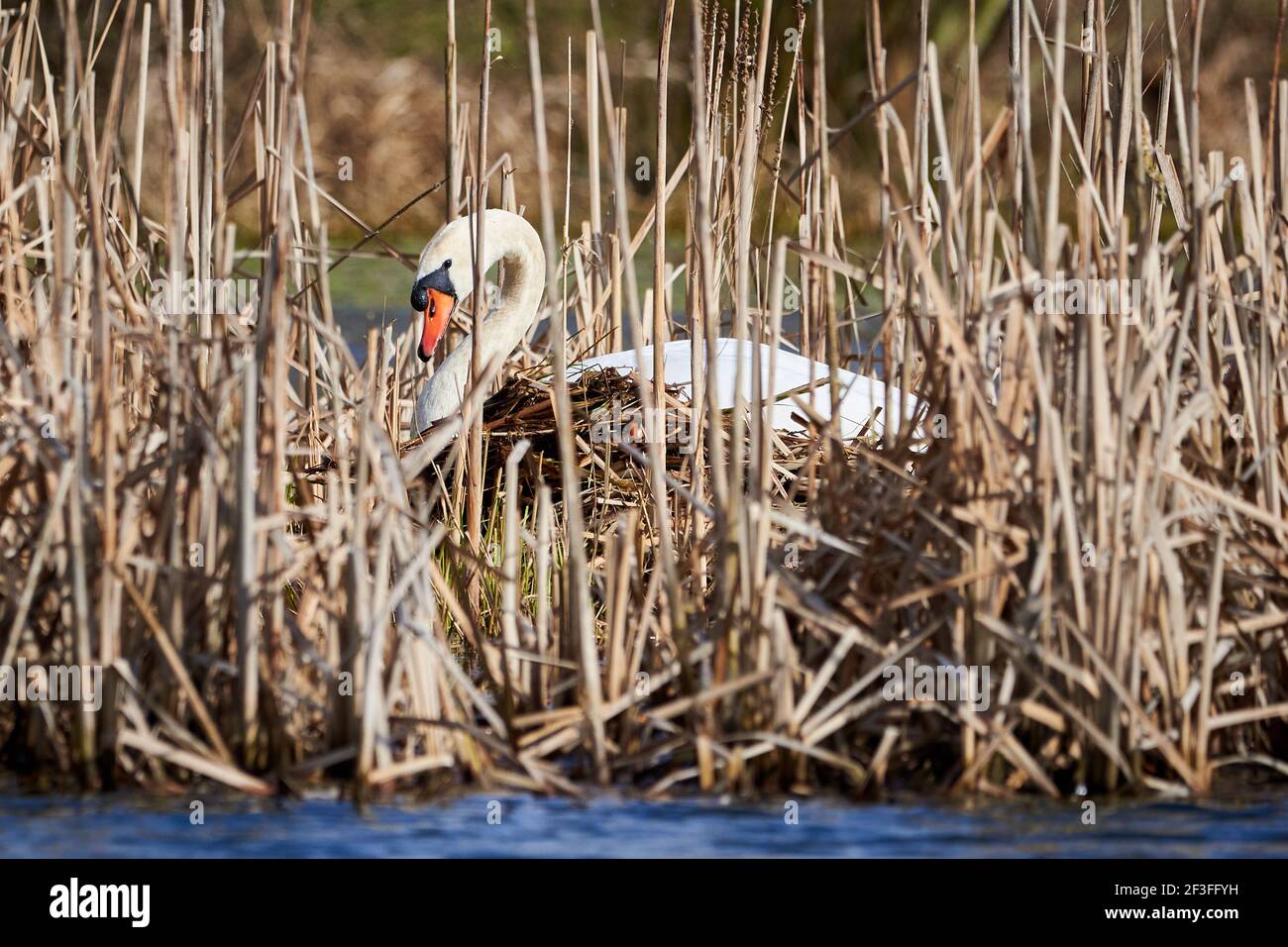 Swan nest building hi-res stock photography and images - Alamy