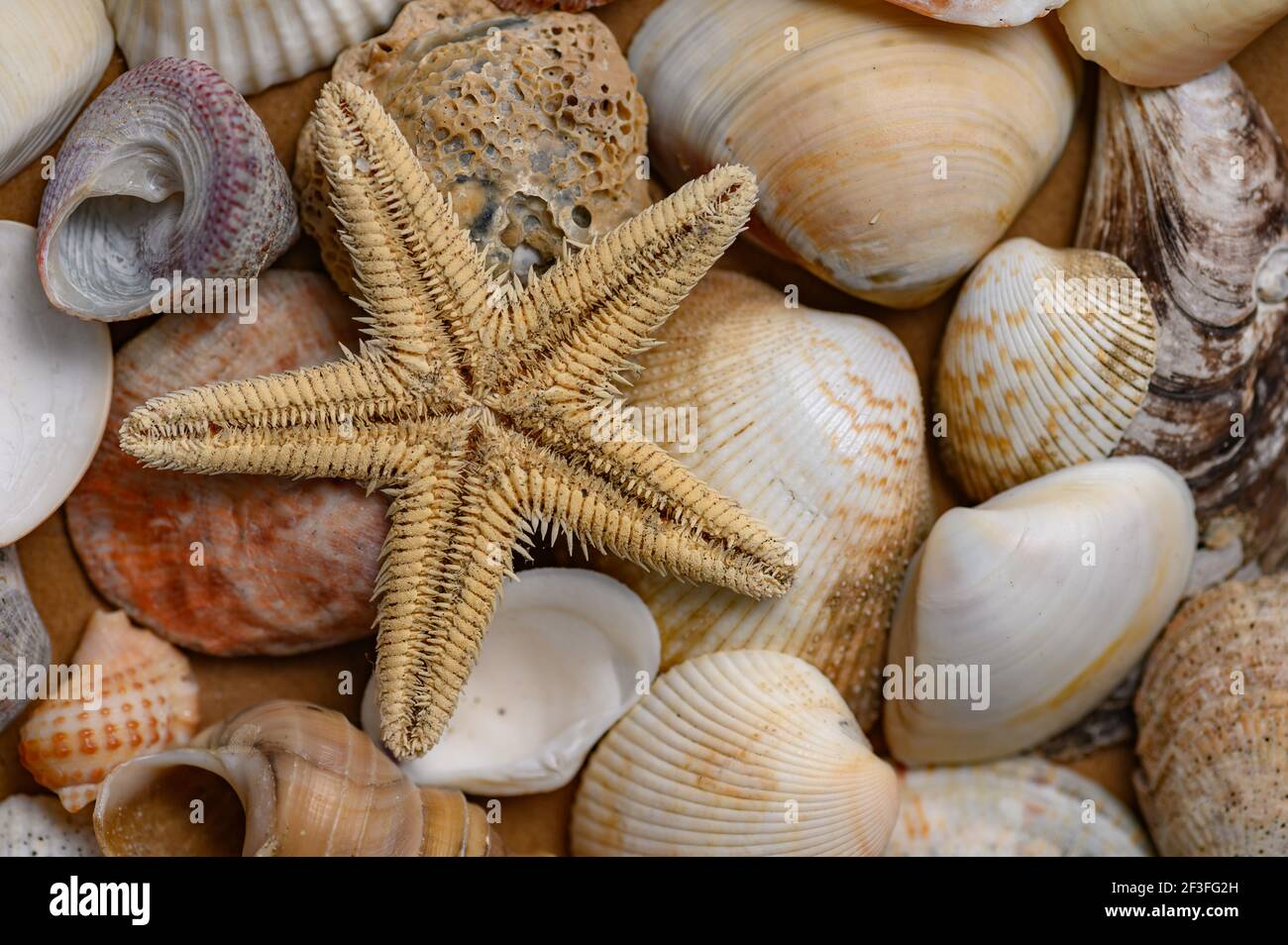 Seashells of various shapes and types. Background Stock Photo - Alamy