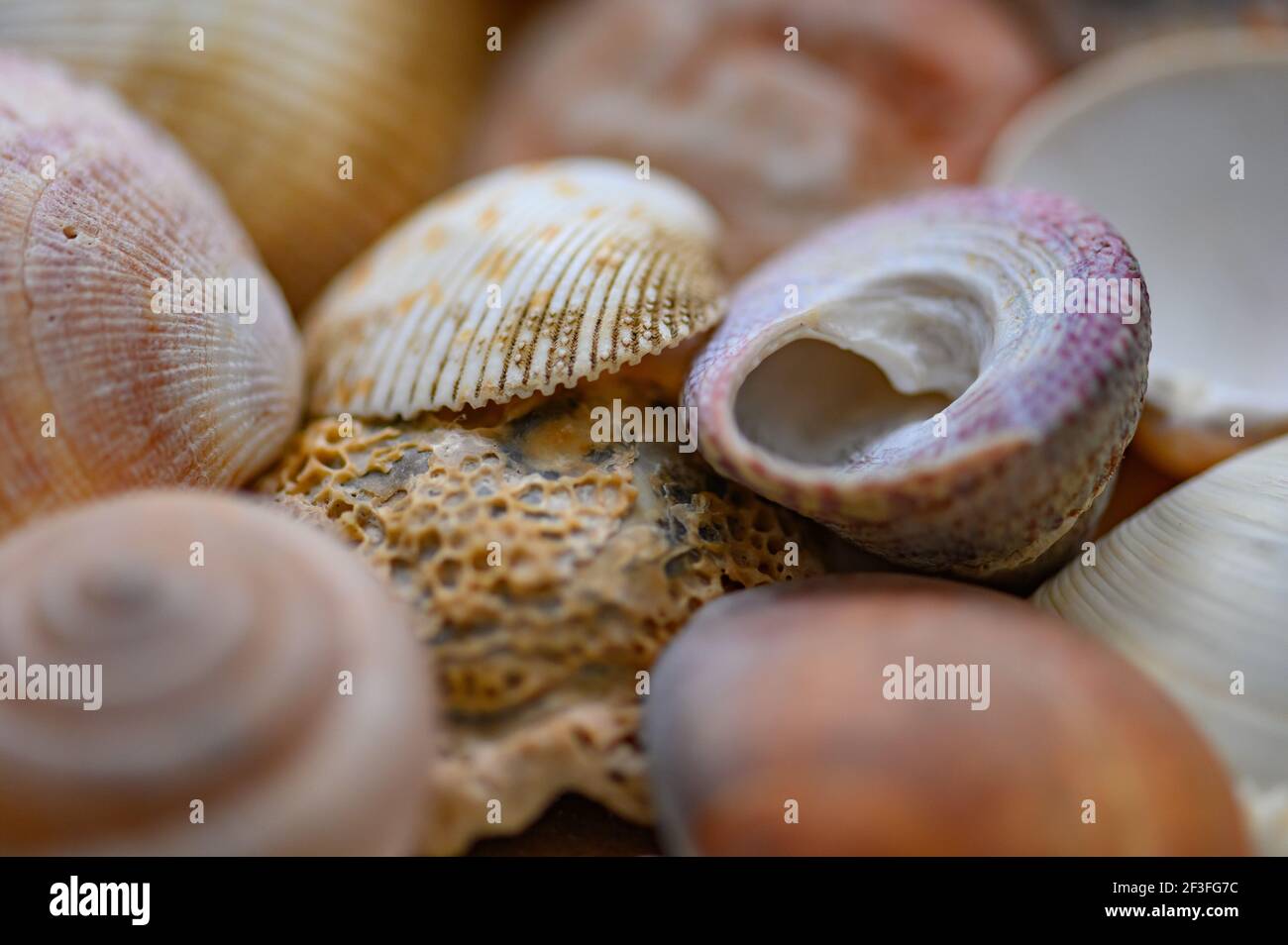 Seashells of various shapes and types. Background Stock Photo - Alamy