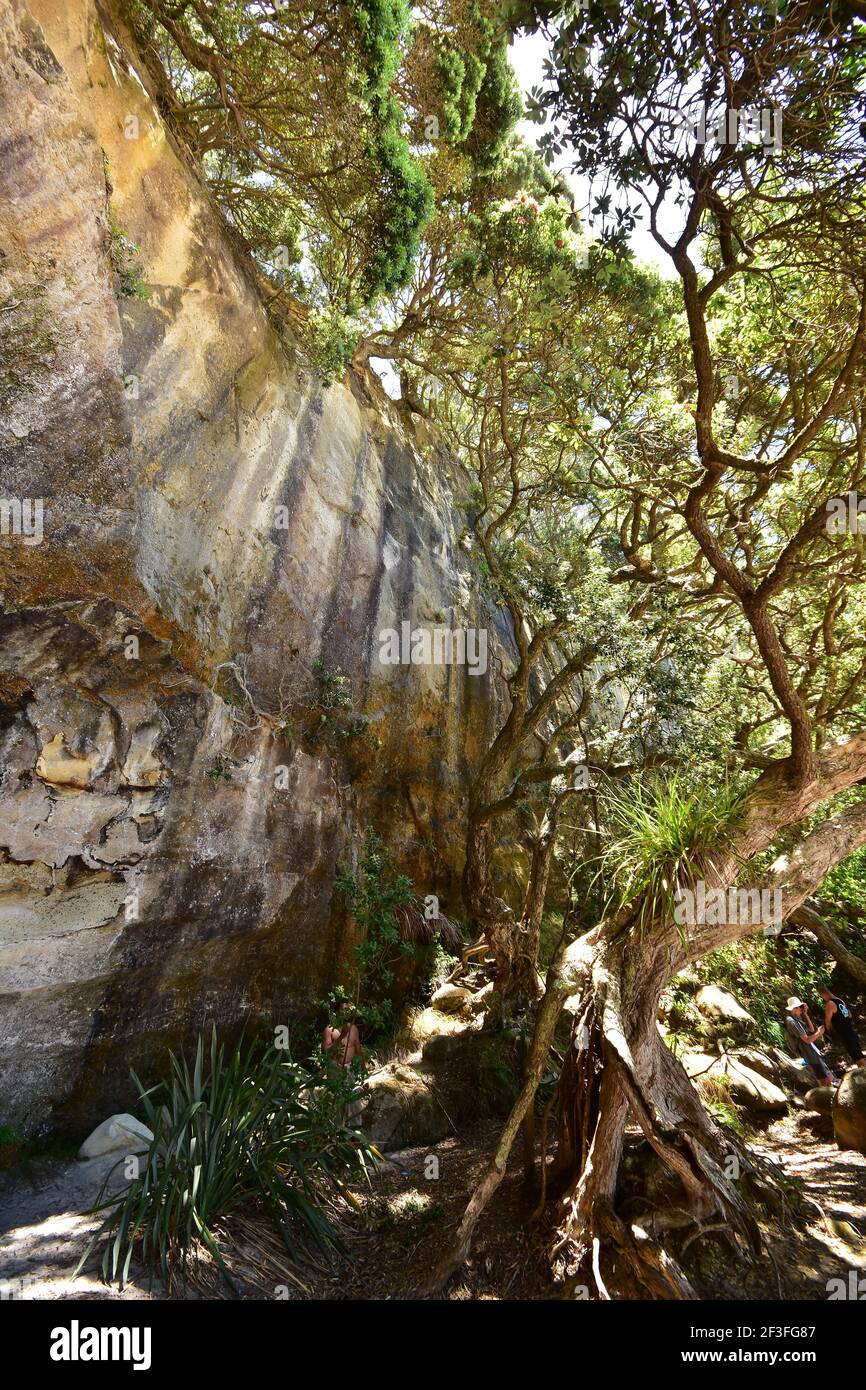 Curvy pohutukawa trees growing along wall of coastal rocky cliff ...
