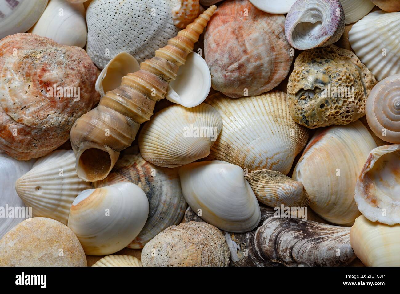 Seashells of various shapes and types. Background Stock Photo - Alamy
