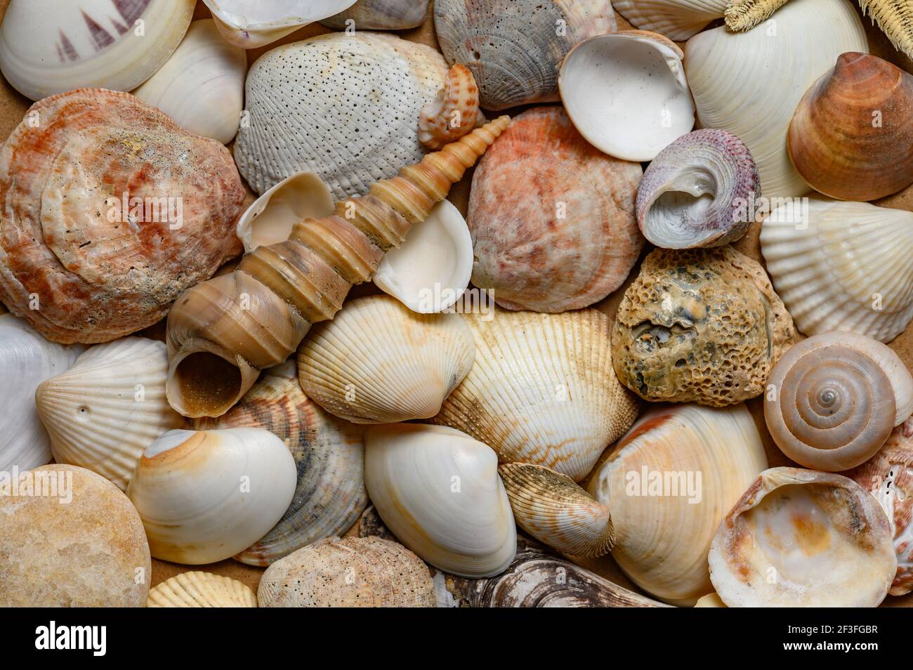 Seashells of various shapes and types. Background Stock Photo - Alamy