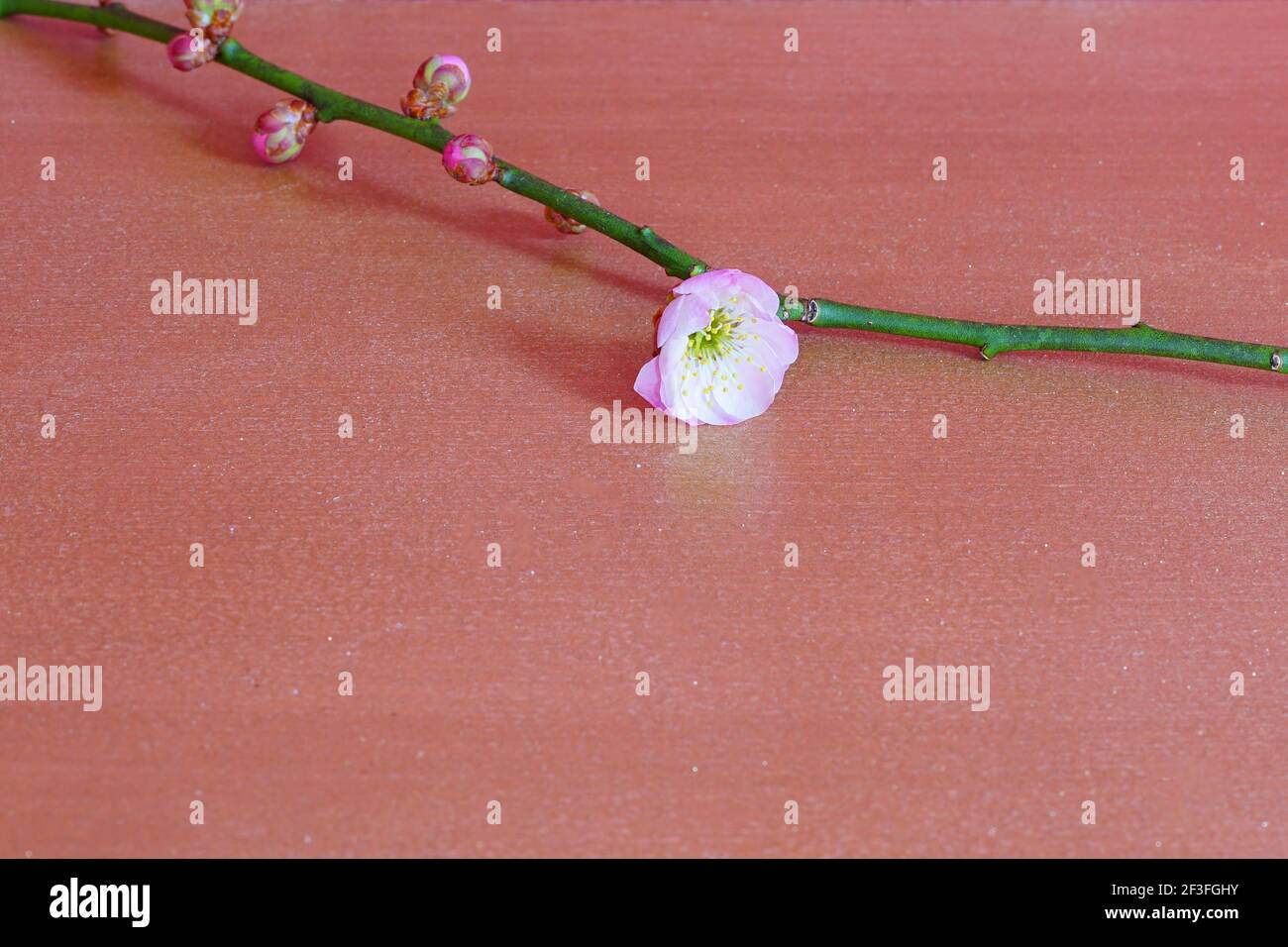 Japanese plum flower hi-res stock photography and images - Alamy