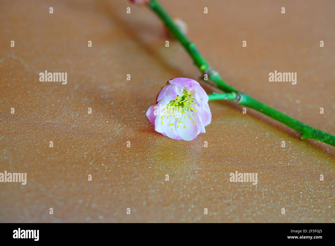 View of a pink ume prunus Japanese plum flower in spring Stock Photo ...