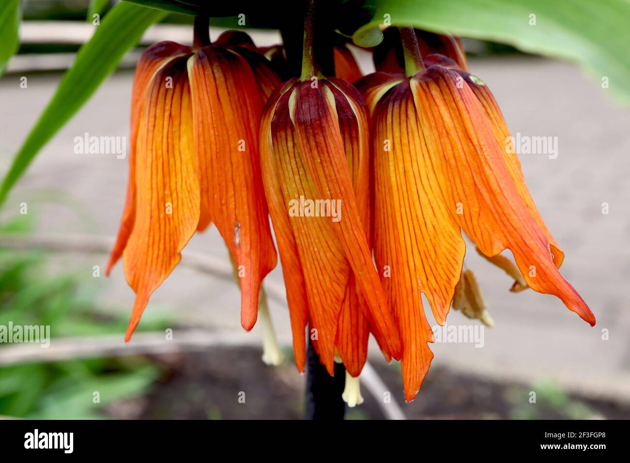 Fritillaria imperialis ‘Aurora’ Crown imperial Aurora – giant orange ...