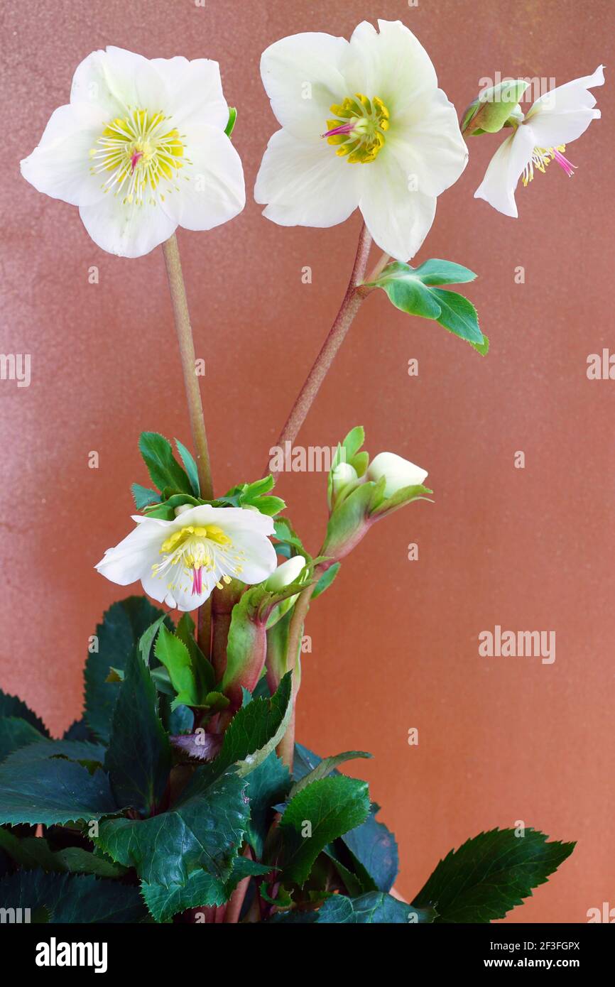 White and crimson hellebore hi-res stock photography and images - Alamy
