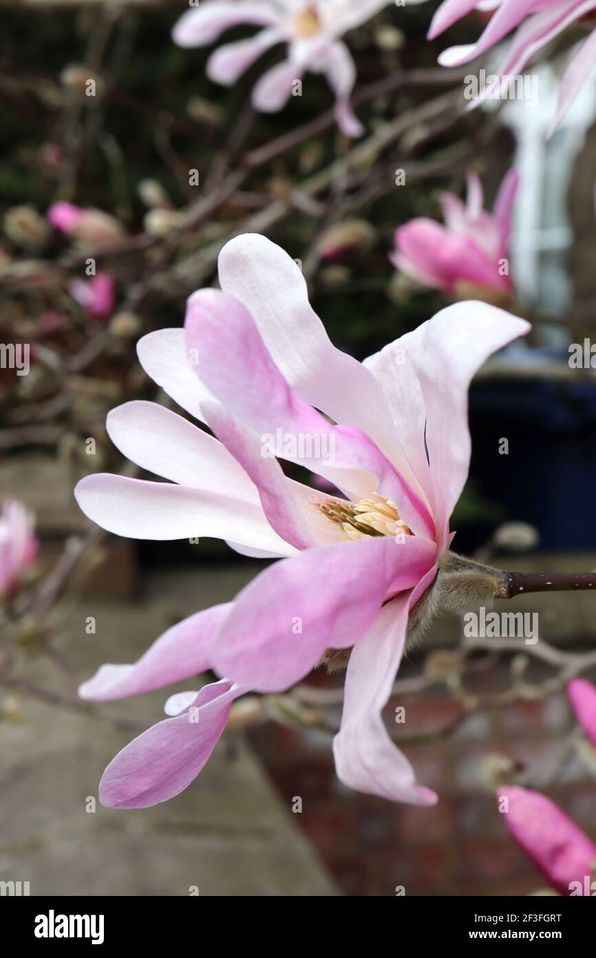 Magnolia stellata ‘Rosea’ Star Magnolia Rosea – long white petals with ...