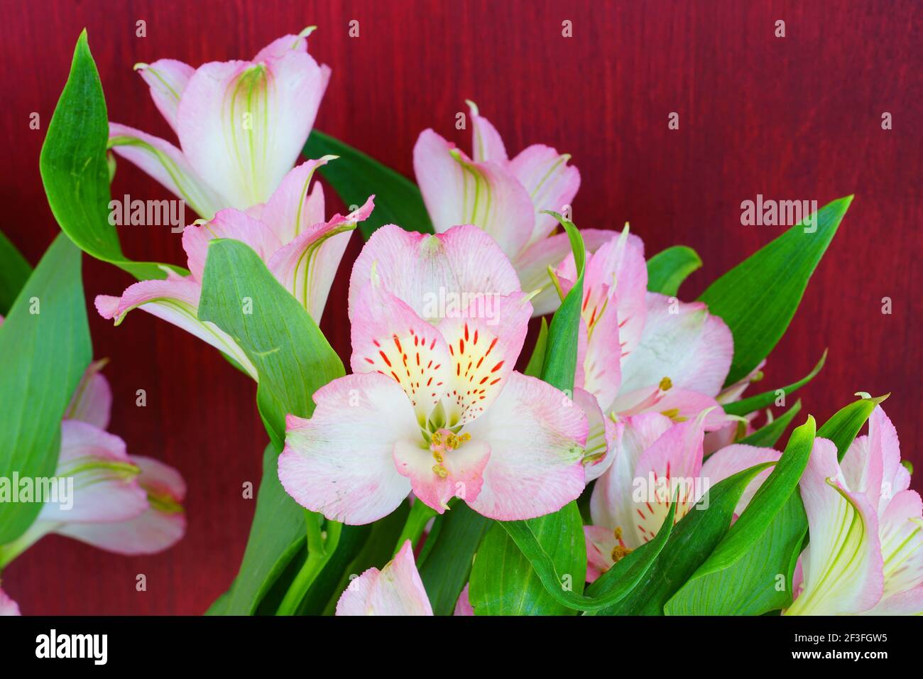 A bunch of white and pink Alstroemeria Lily of the Incas flowers Stock ...