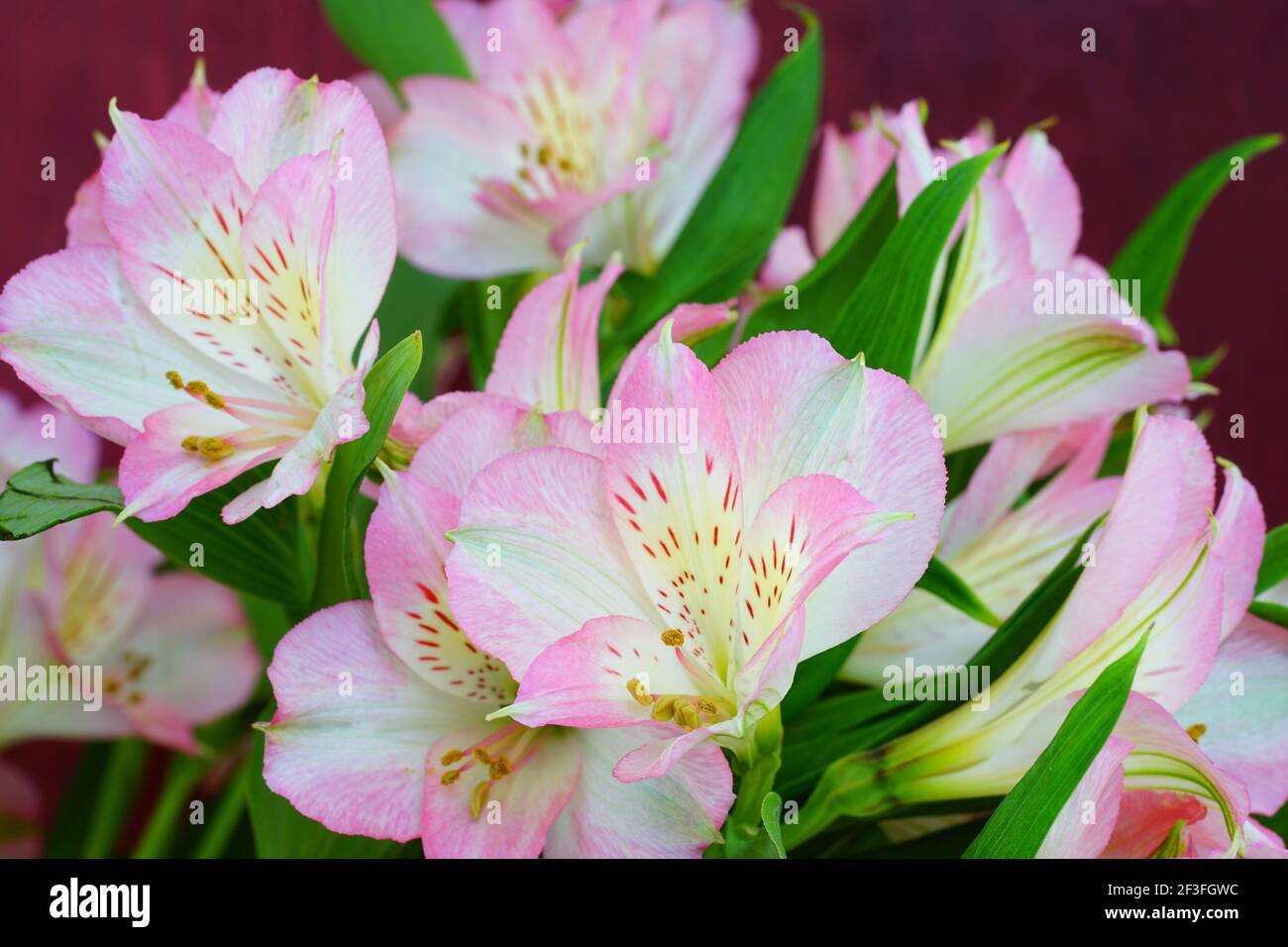 A bunch of white and pink Alstroemeria Lily of the Incas flowers Stock ...