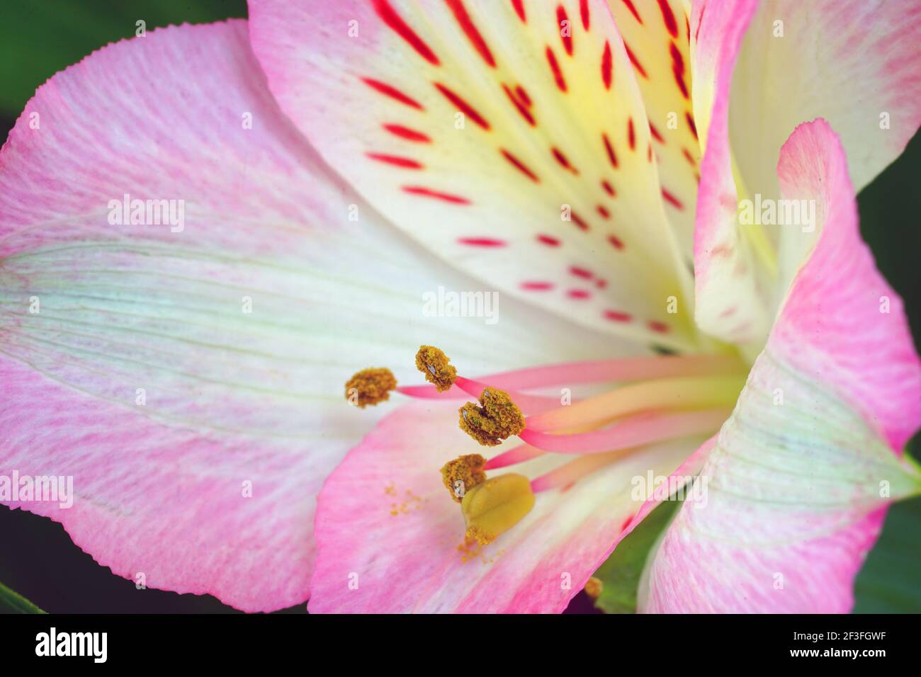 A bunch of white and pink Alstroemeria Lily of the Incas flowers Stock ...