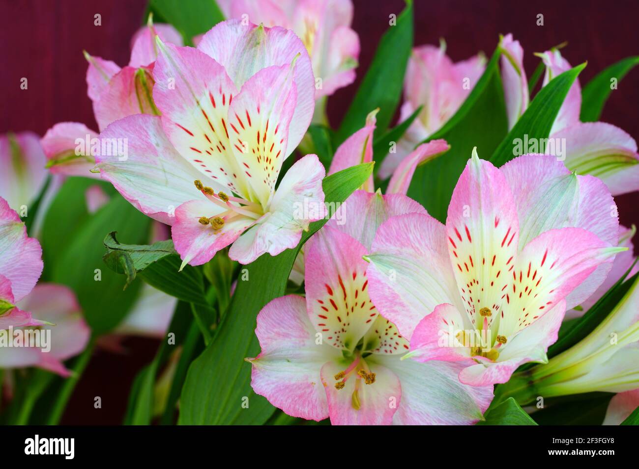 A bunch of white and pink Alstroemeria Lily of the Incas flowers Stock ...