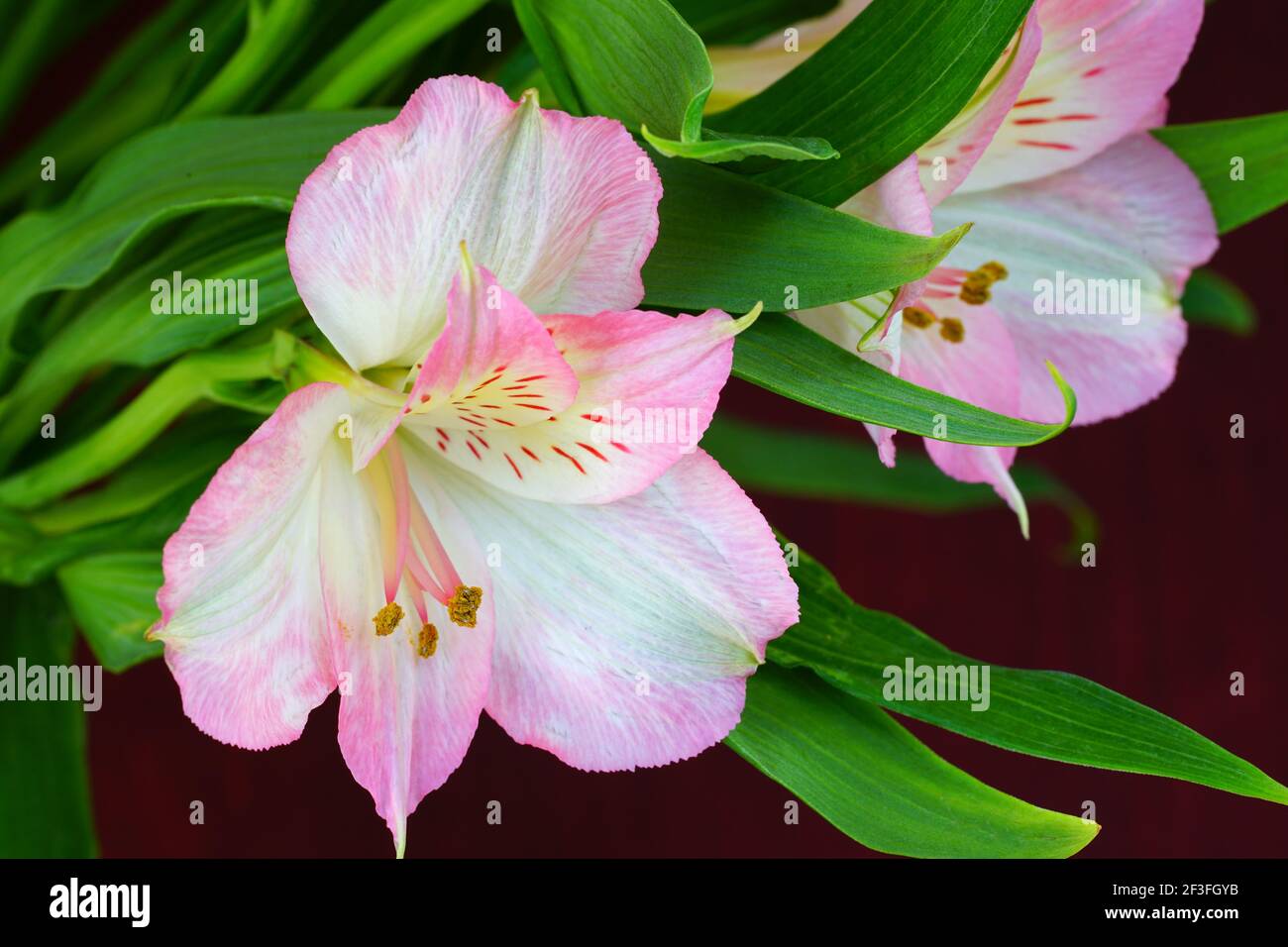 A bunch of white and pink Alstroemeria Lily of the Incas flowers Stock ...