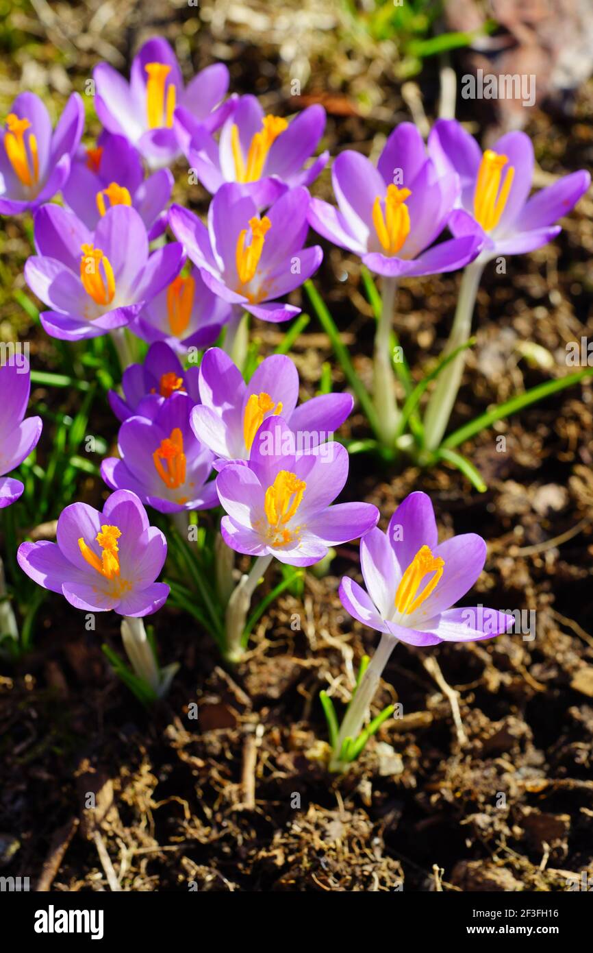 Purple crocus vernus flower peeking through the grass and mulch in ...