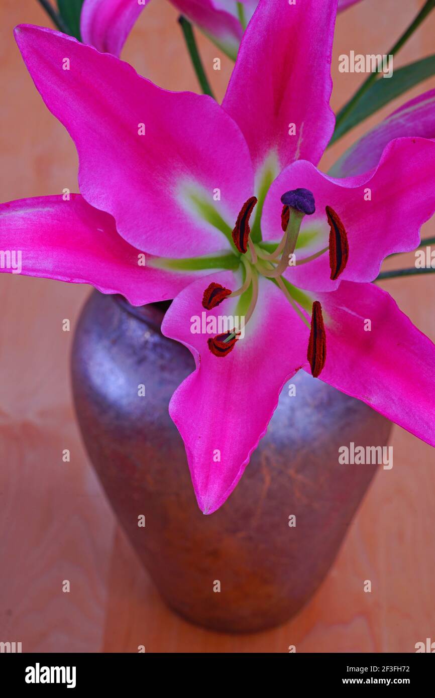 Pink Asiatic lily flower bloom with pollen covered anthers Stock Photo ...