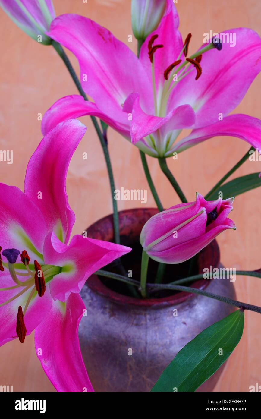 Pink Asiatic lily flower bloom with pollen covered anthers Stock Photo ...