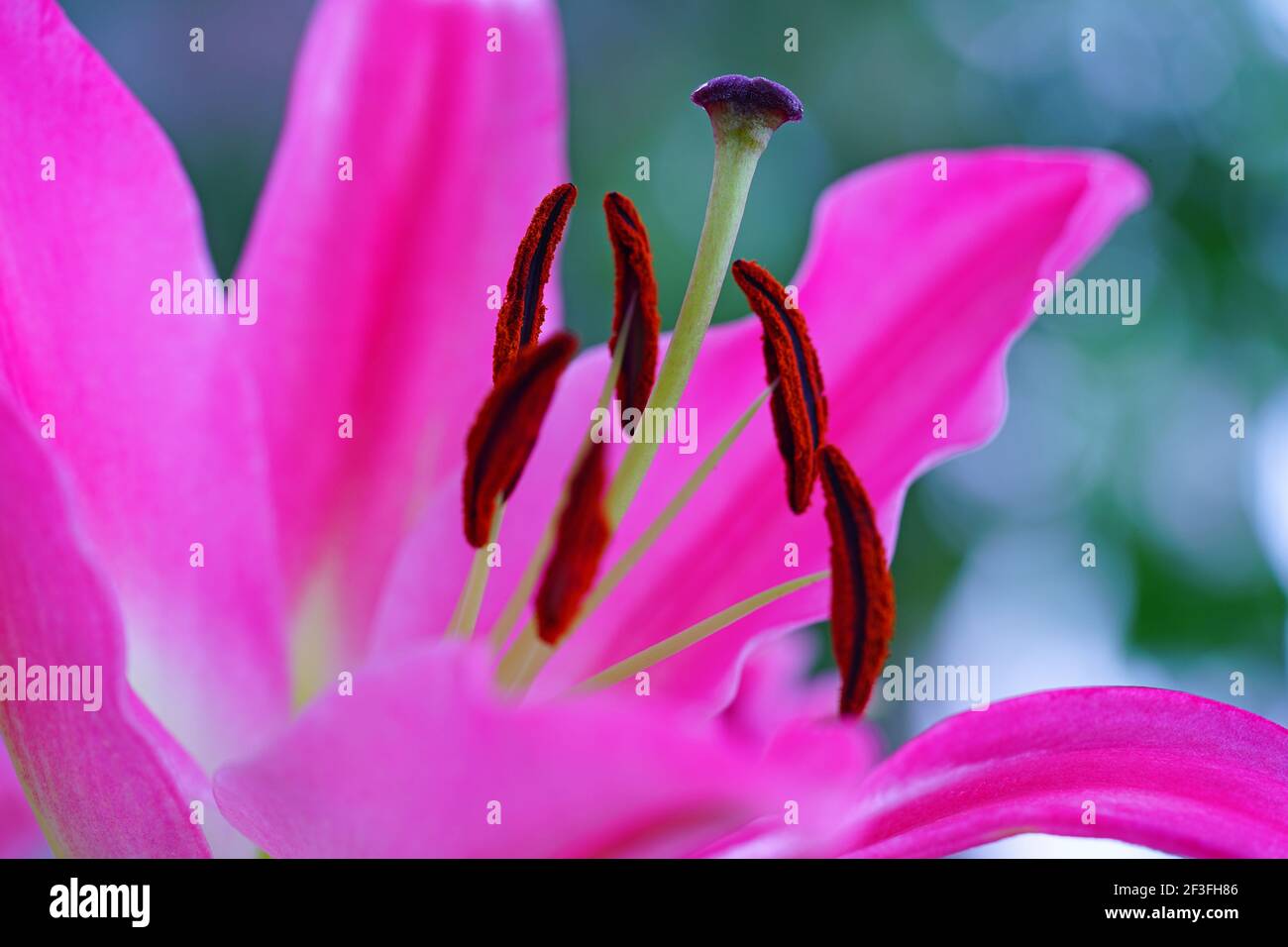 Pink Asiatic lily flower bloom with pollen covered anthers Stock Photo ...