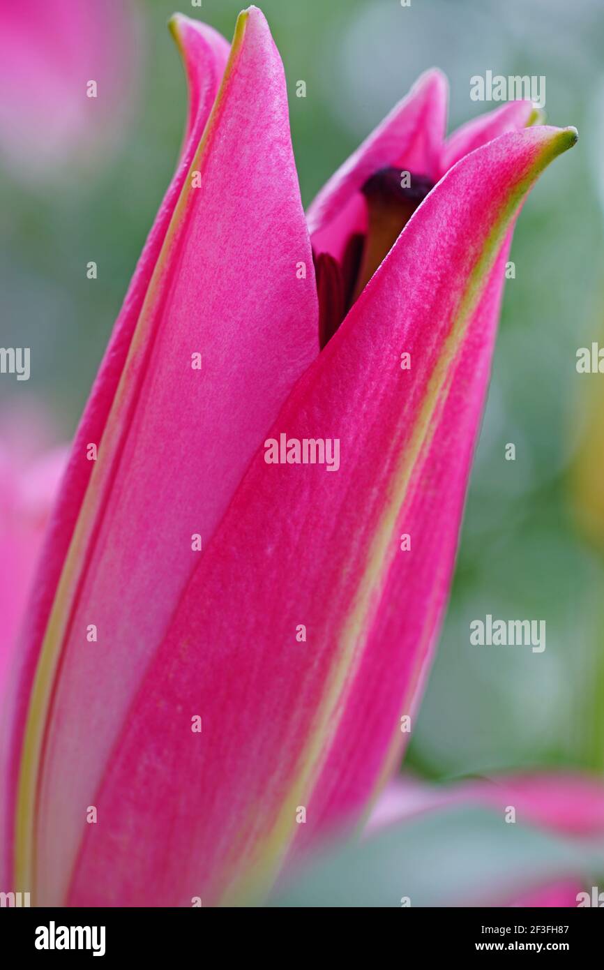 Lily pollen stain hi-res stock photography and images - Alamy