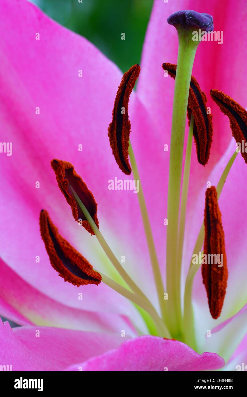 Lily pollen stain hi-res stock photography and images - Alamy