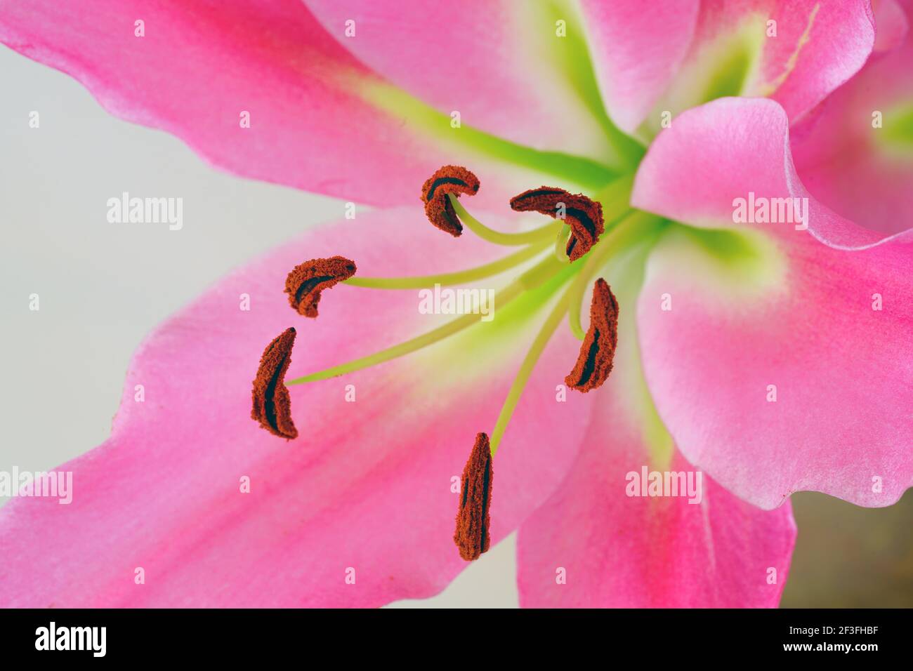 Pink Asiatic lily flower bloom with pollen covered anthers Stock Photo ...