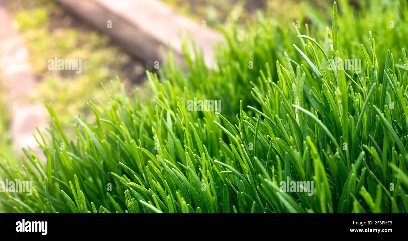 Lavender plant with green shoots hi-res stock photography and images ...