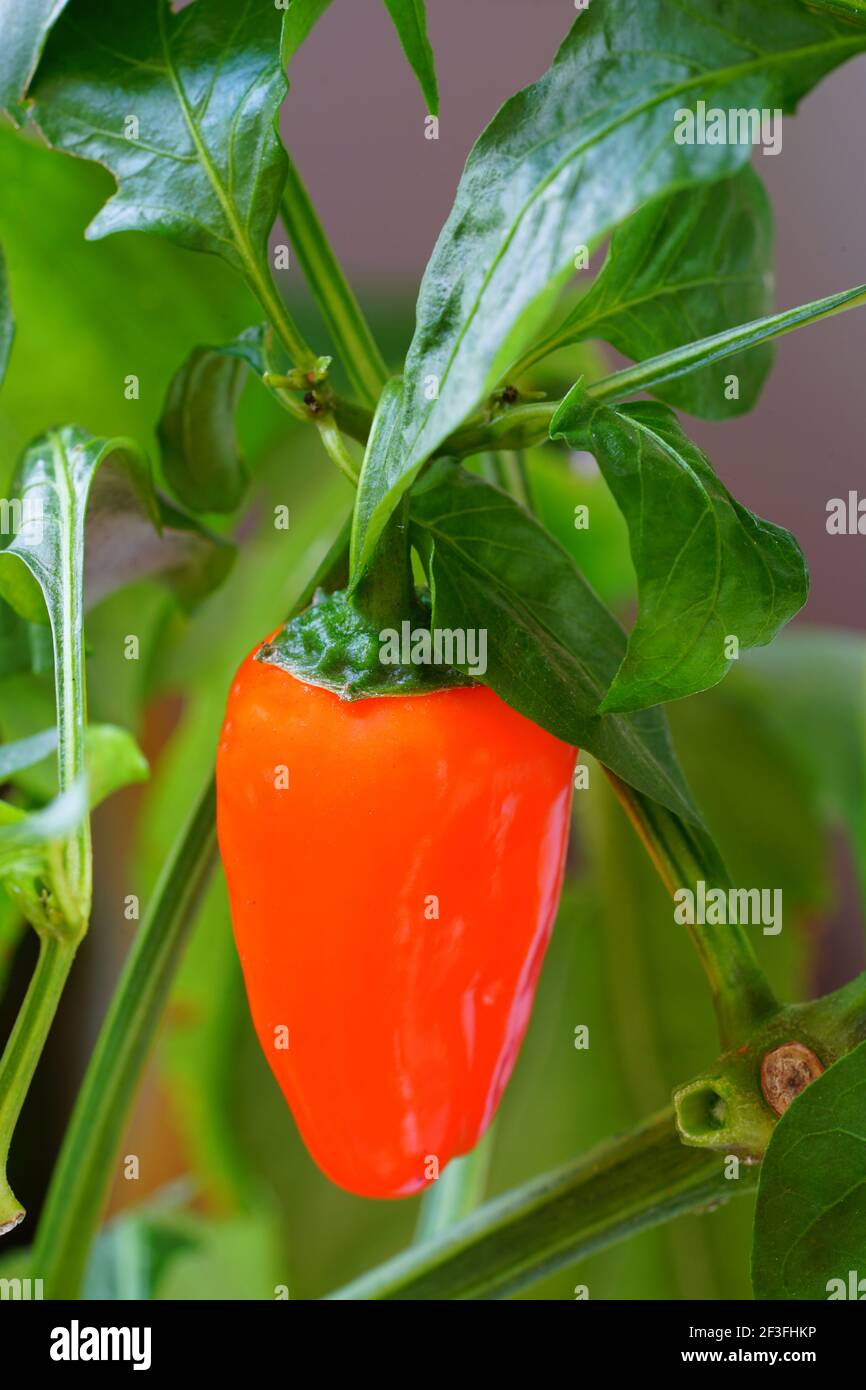 A ripe orange jalapeno pepper growing on a plant in the garden Stock ...