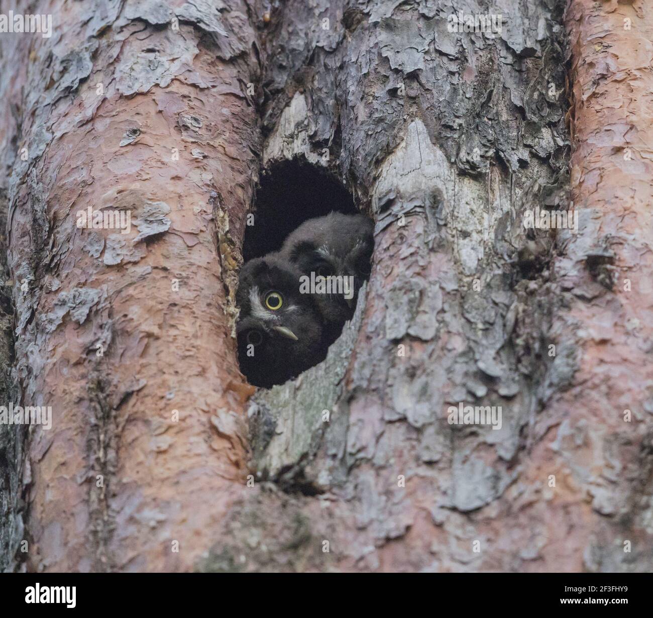 Two black owls hiding in the hollow of a tree Stock Photo - Alamy