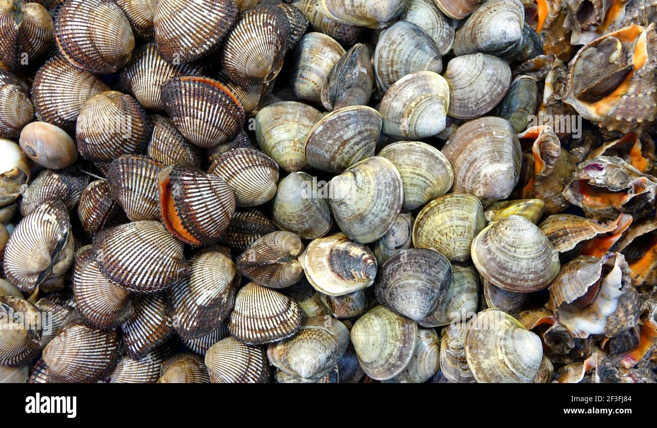 Clam shell variety hi-res stock photography and images - Alamy