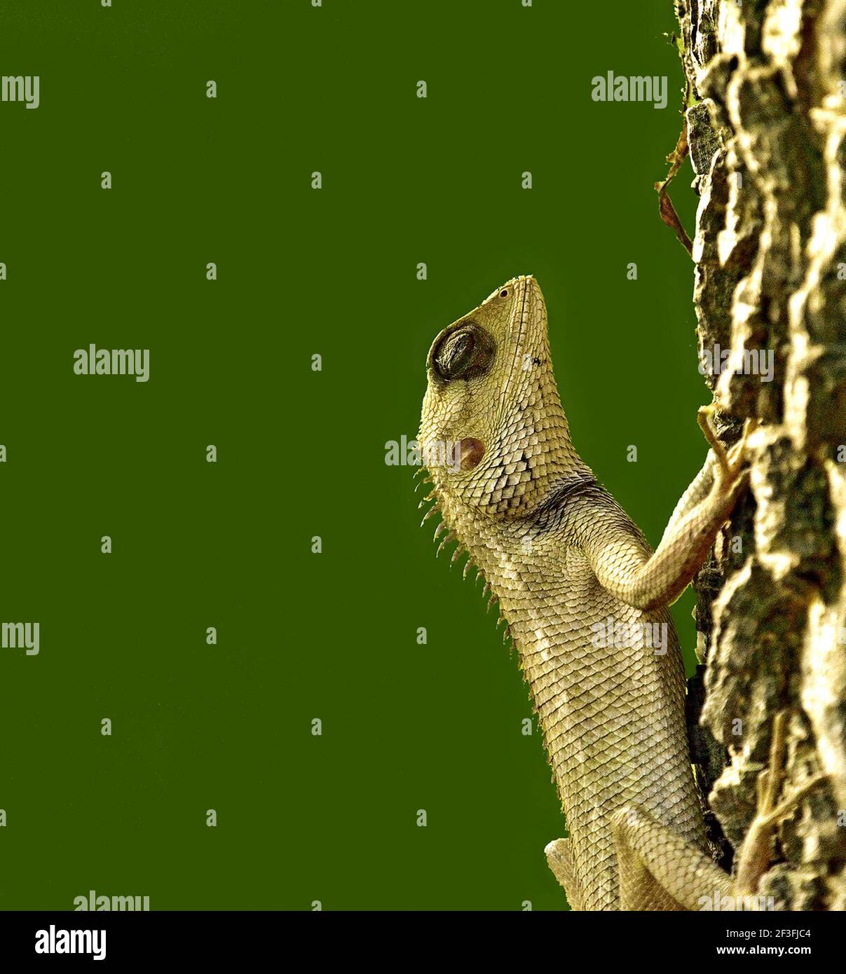 A closeup shot of a resting cute lizard holding on a tree branch on a ...