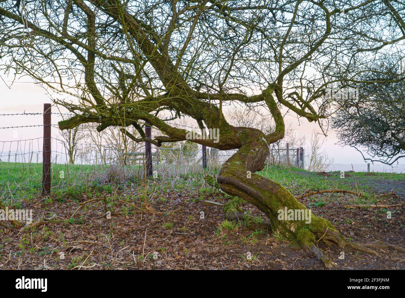 a twisted windswept tree growing almost horizontal to the earth and ...