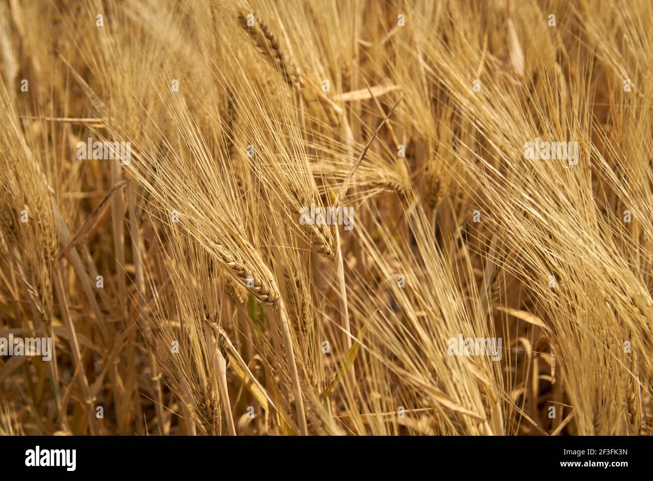 Grains of Wheat on Stalks. A wheat field ready for harvest in the ...