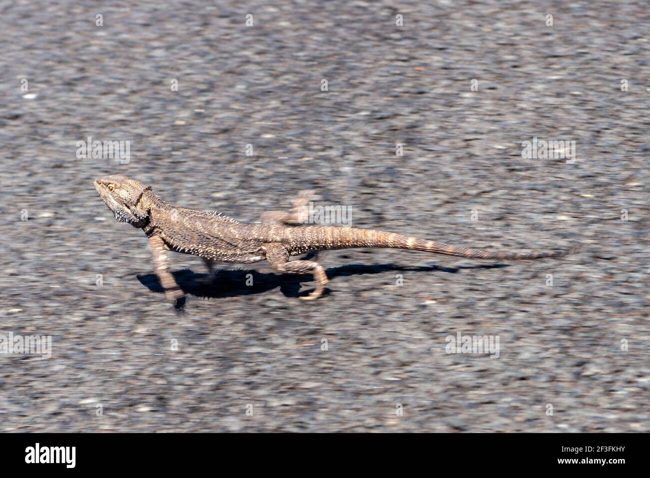Bearded dragon running hi-res stock photography and images - Alamy