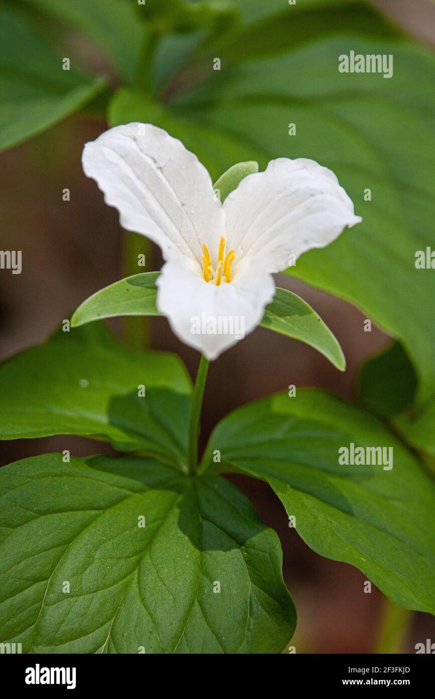White trillium flower Stock Photo - Alamy
