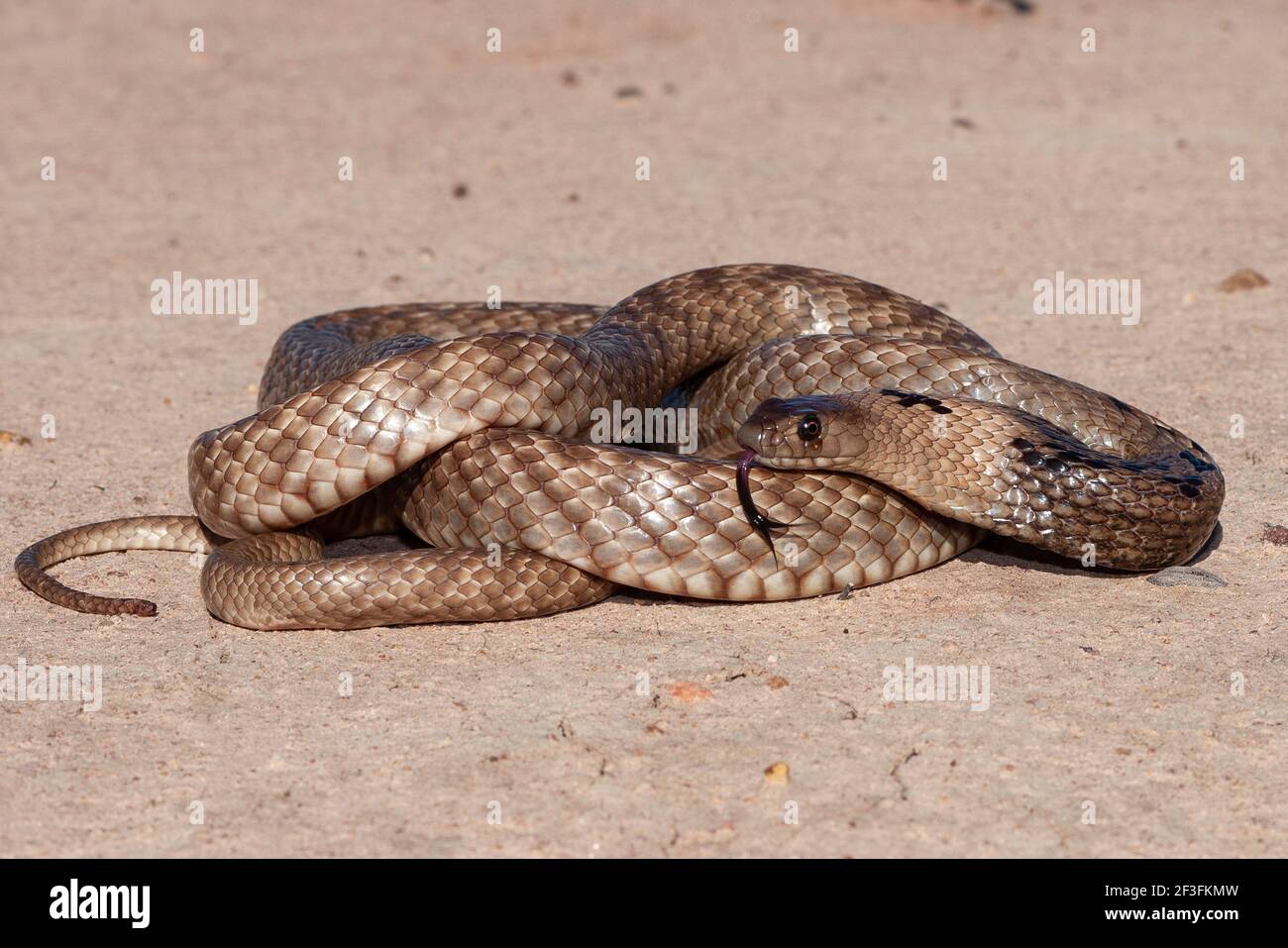 Strap-snouted Brown Snake curled up Stock Photo - Alamy
