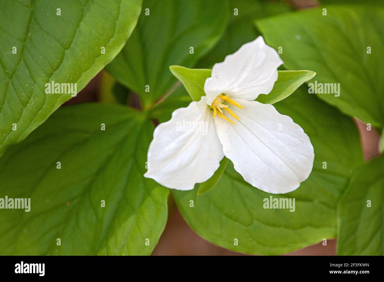 White trillium hi-res stock photography and images - Alamy