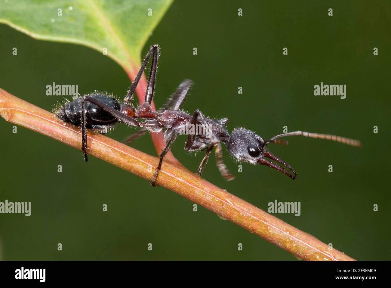 Sting bull hi-res stock photography and images - Alamy