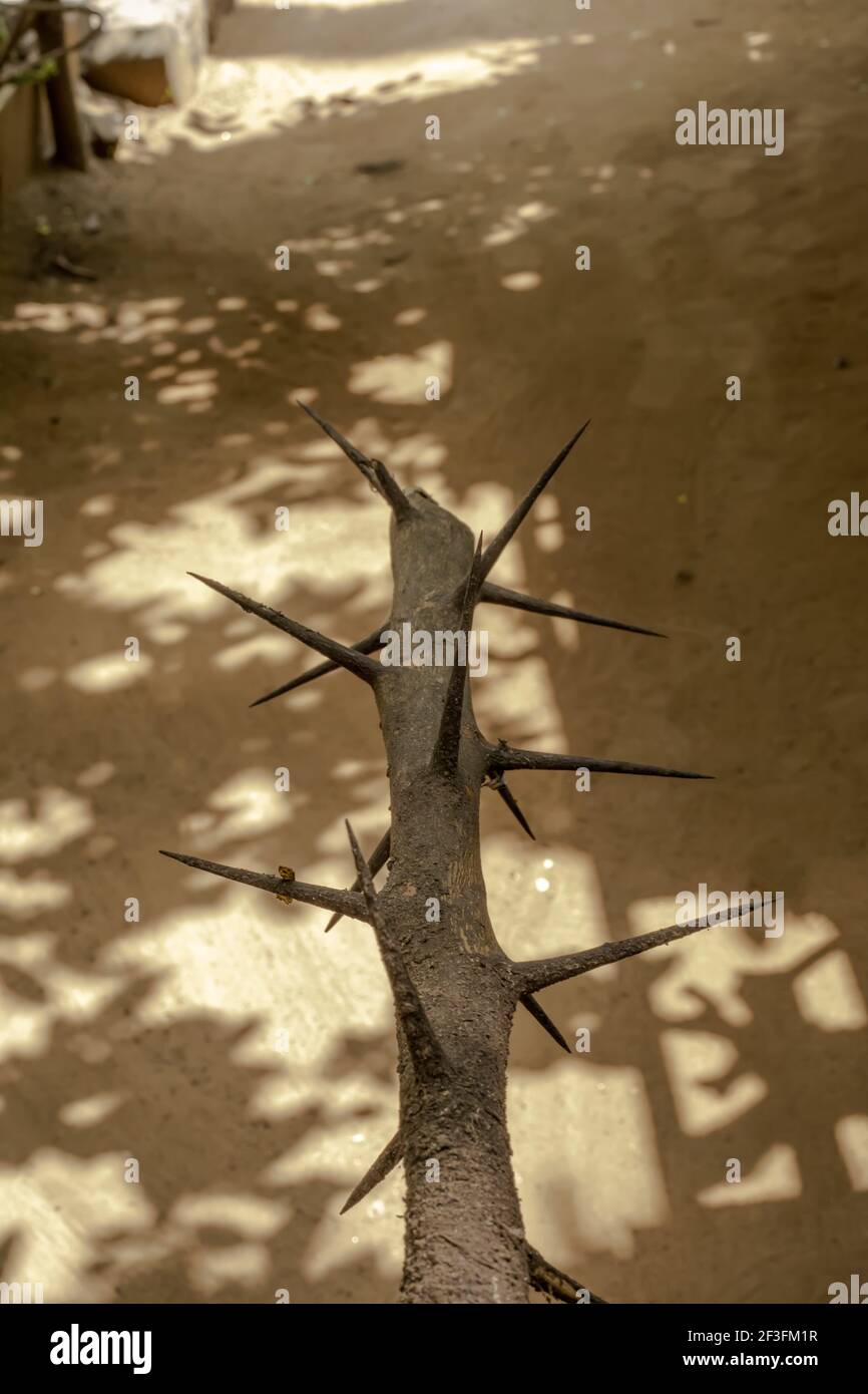 A vertical shot of a wooden stick with sharp thorns on a blurred ...