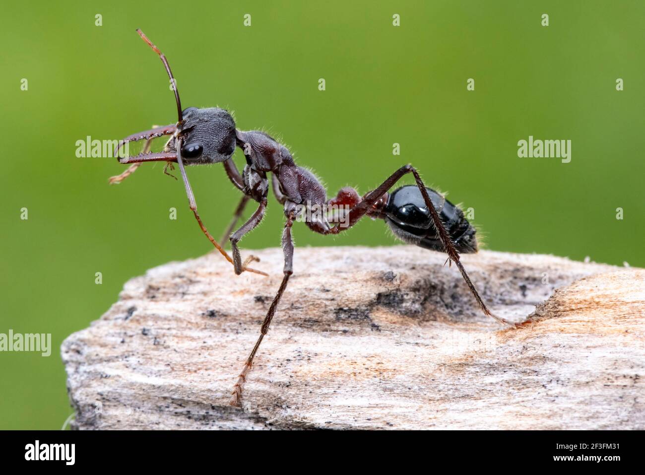 Australian bull dog ant hi-res stock photography and images - Alamy