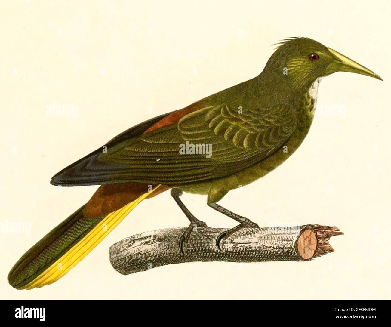 Atrovirens High Resolution Stock Photography and Images - Alamy