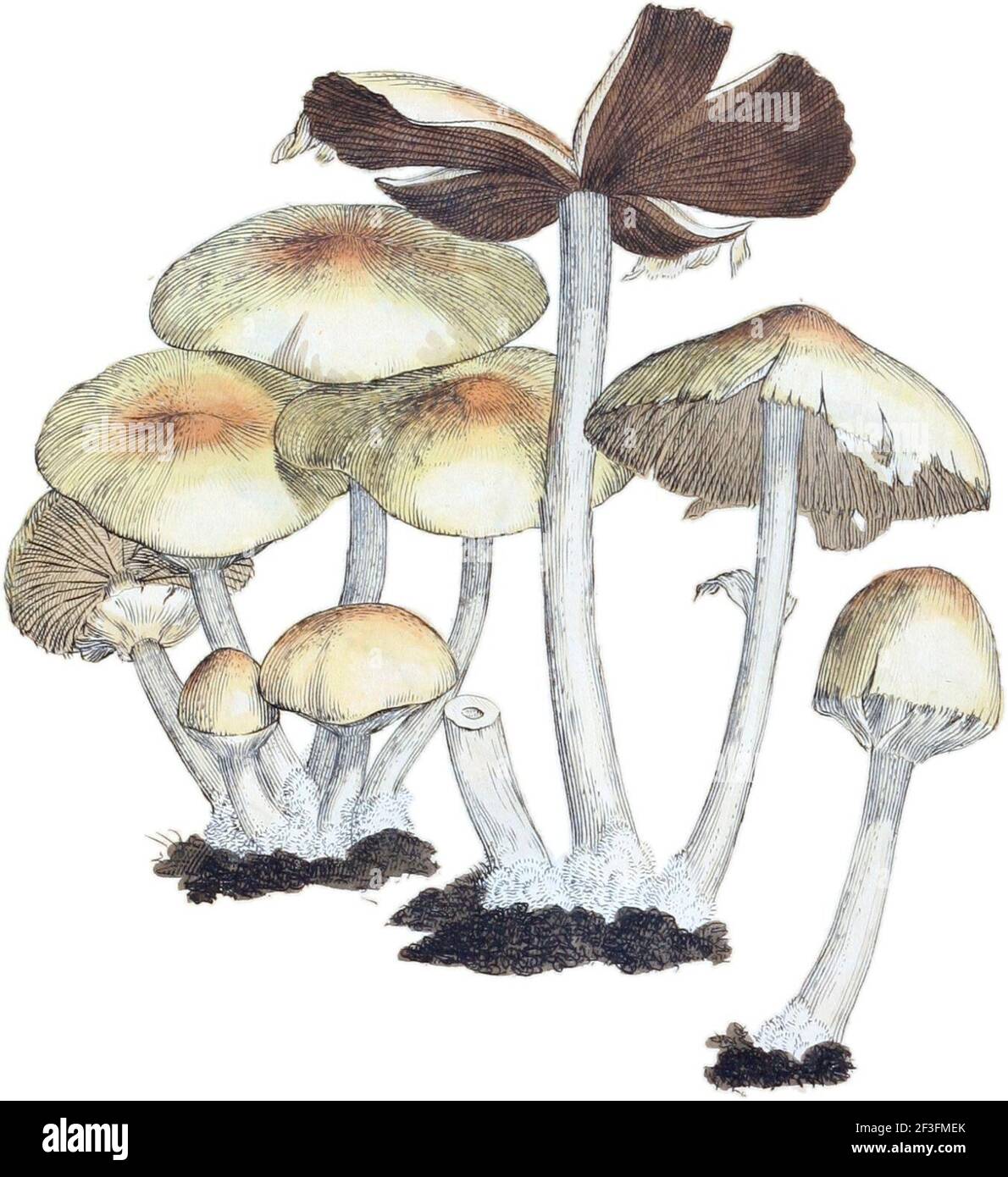 Candolleana hi-res stock photography and images - Alamy