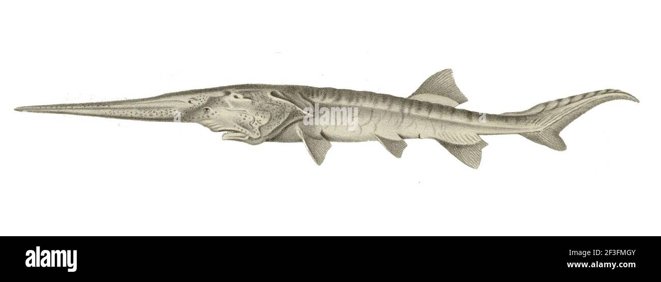Psephurus gladius hi-res stock photography and images - Alamy