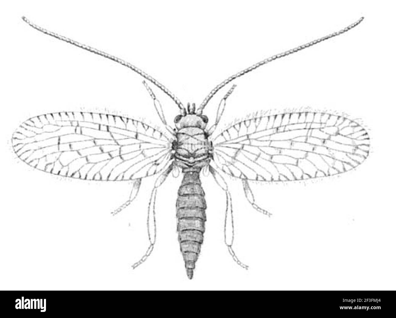 Psectra diptera hi-res stock photography and images - Alamy