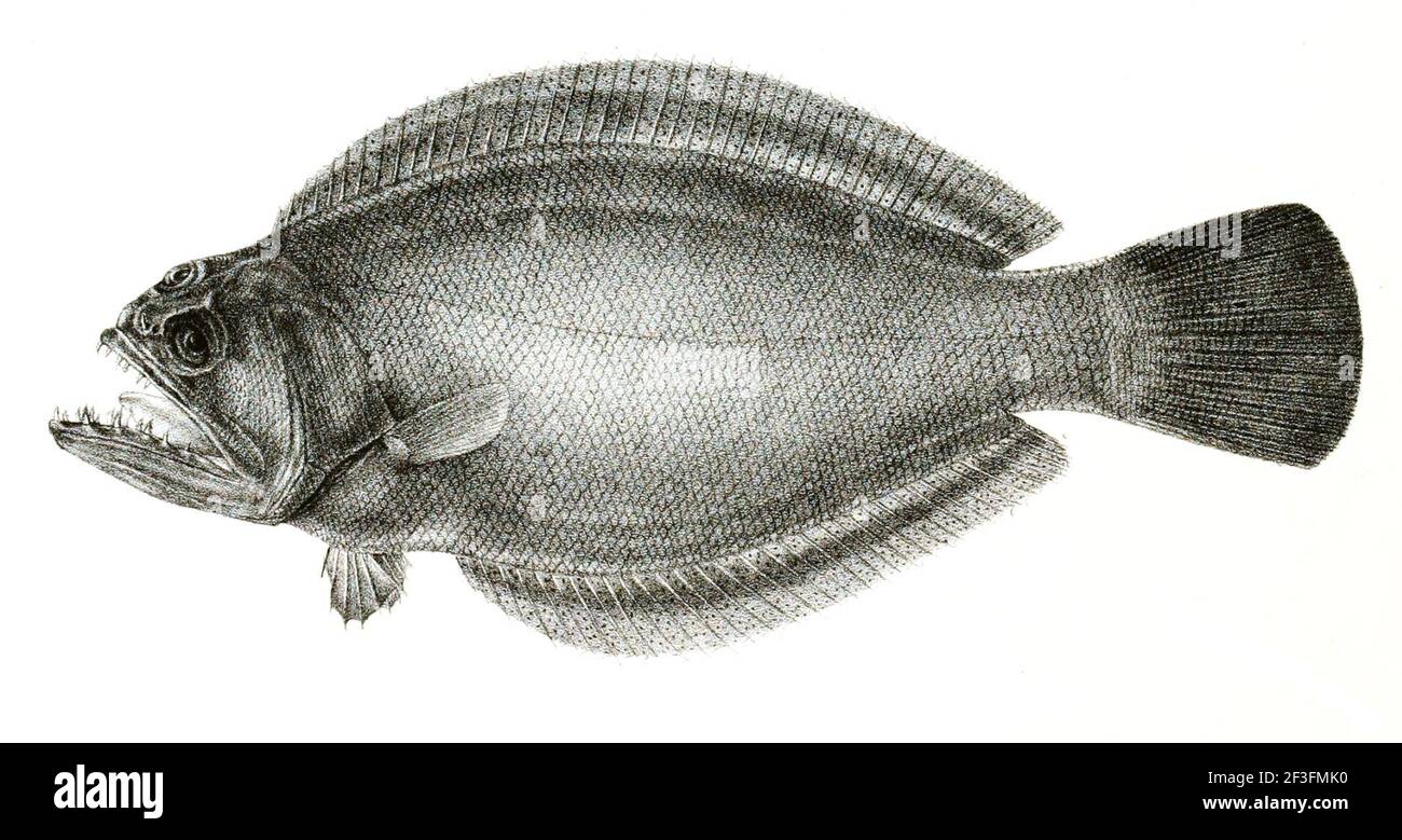 Psettodes Cut Out Stock Images & Pictures - Alamy