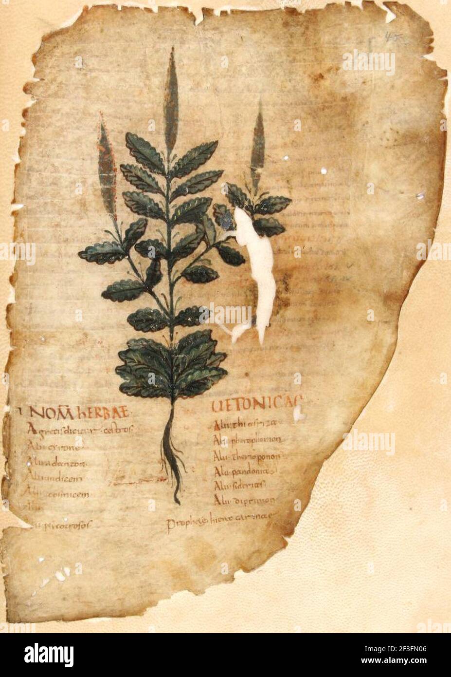 Apuleius hi-res stock photography and images - Alamy