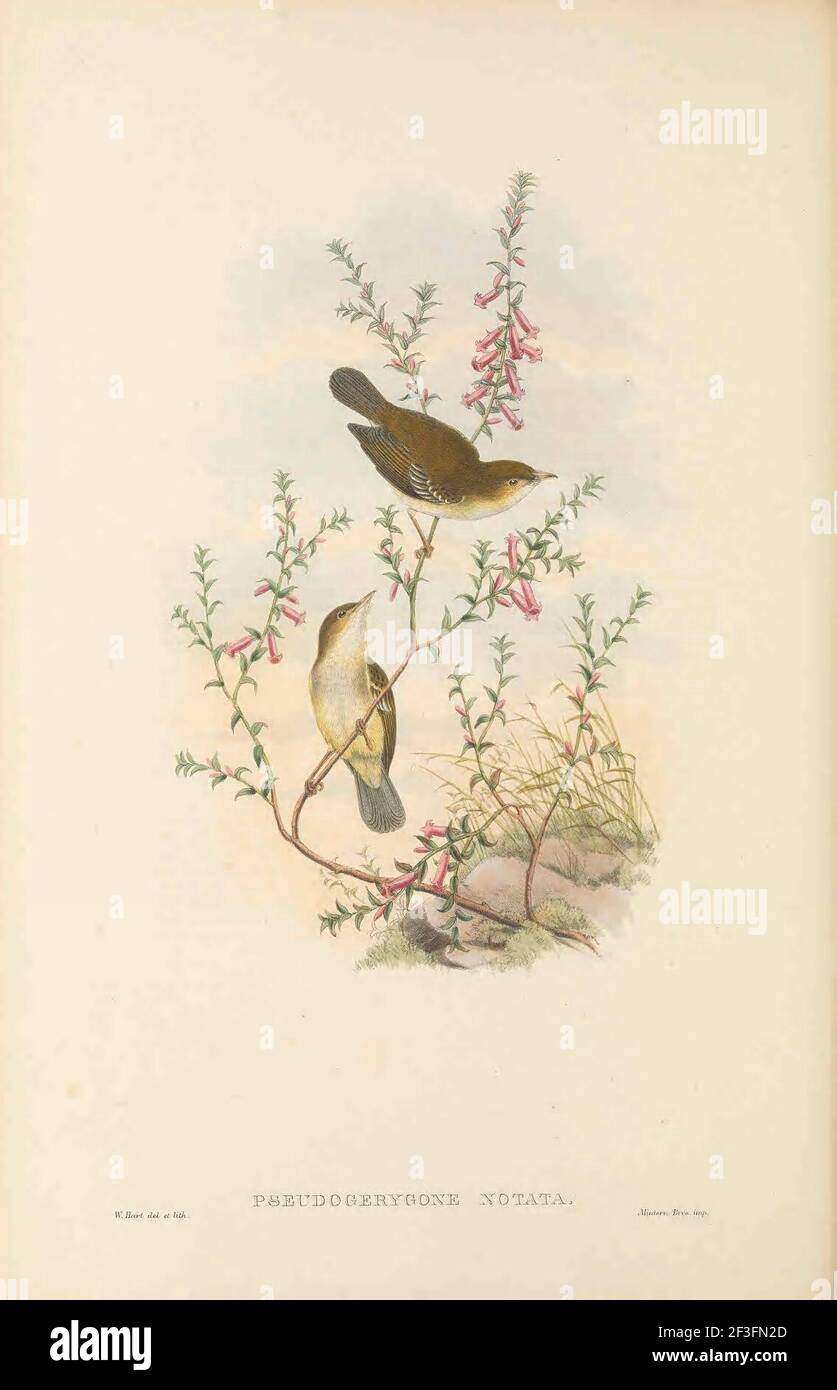 Pseudogerygone notata - The Birds of New Guinea Stock Photo - Alamy