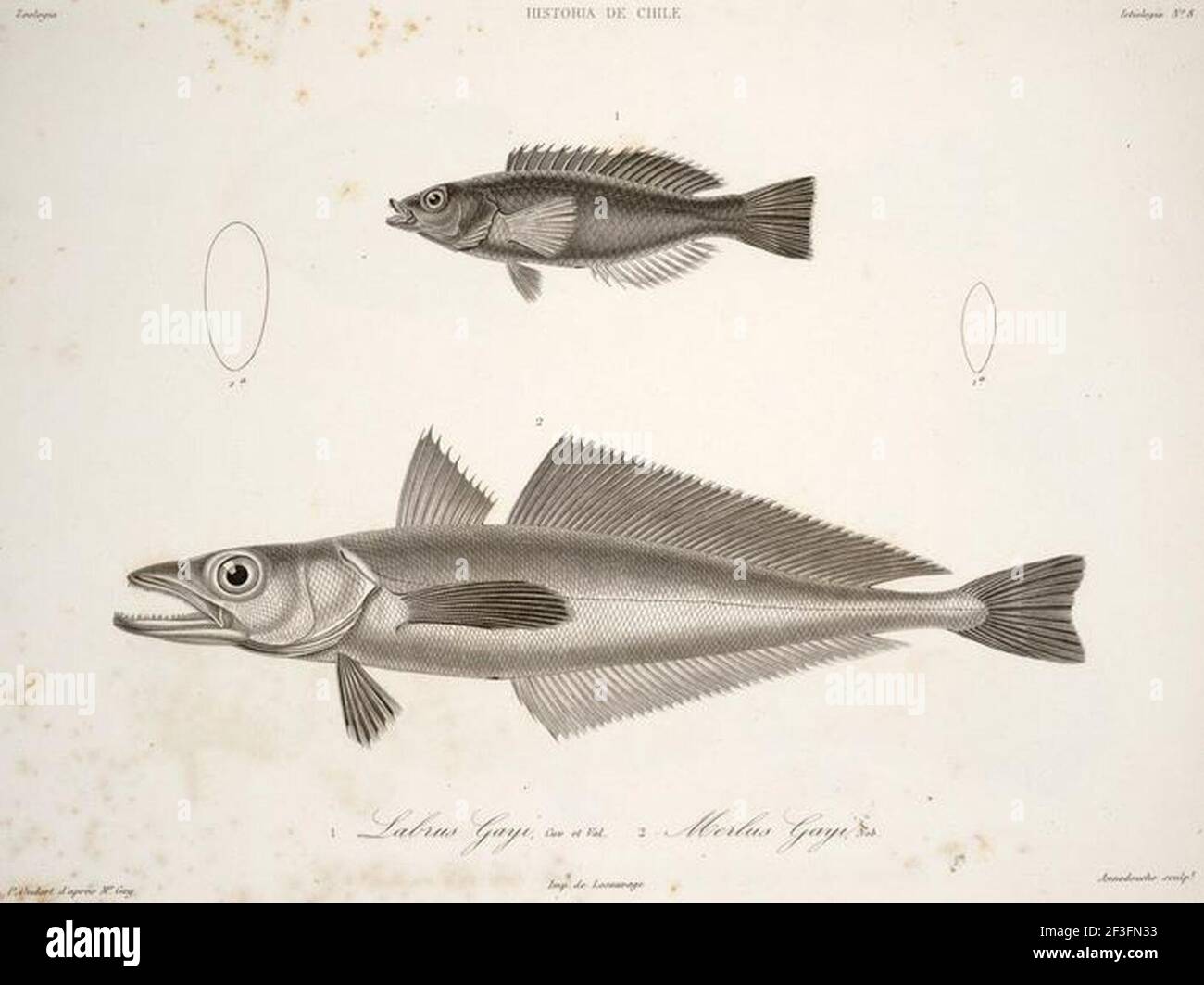 Merluccius hi-res stock photography and images - Alamy